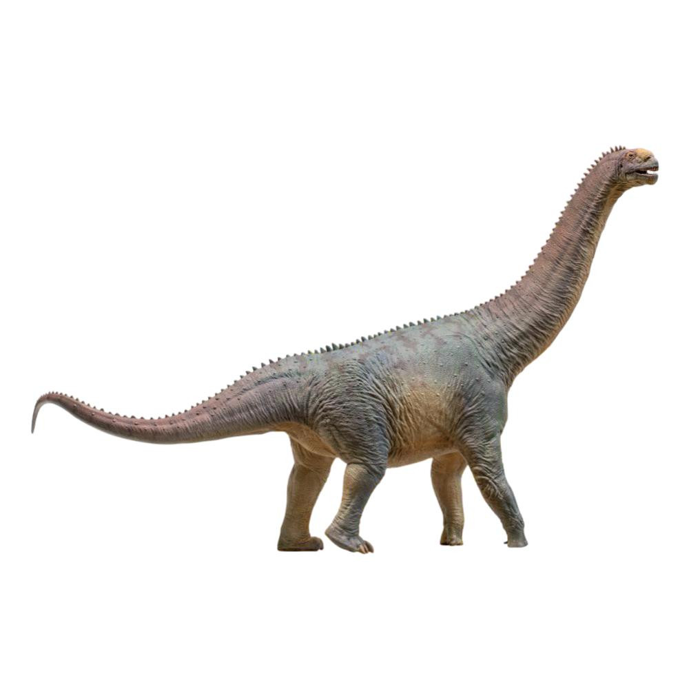 Camarasaurus by PNSO - Dan's Dinosaurs