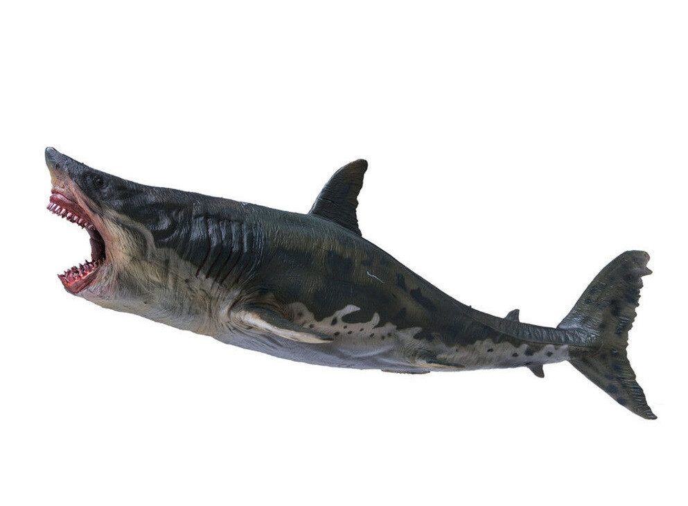 Megalodon Model by PNSO - Dan's Dinosaurs