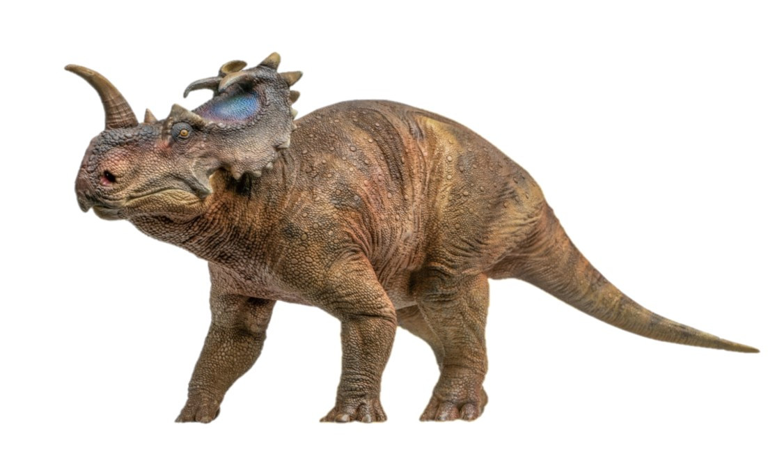 Centrosaurus Resin Kit by Munive - Dan's Dinosaurs