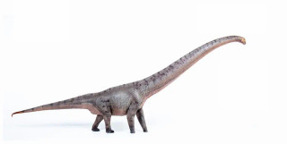 Mamenchisaurus by PNSO - Dan's Dinosaurs