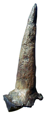 Stegosaurus Tail Spike - Dan's Dinosaurs