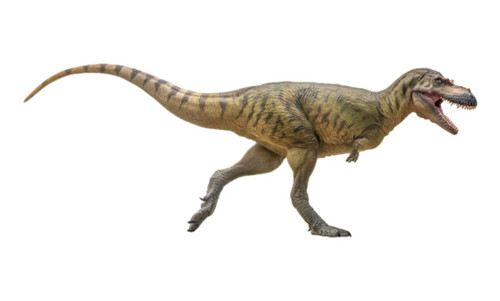 Albertosaurus by PNSO - Dan's Dinosaurs