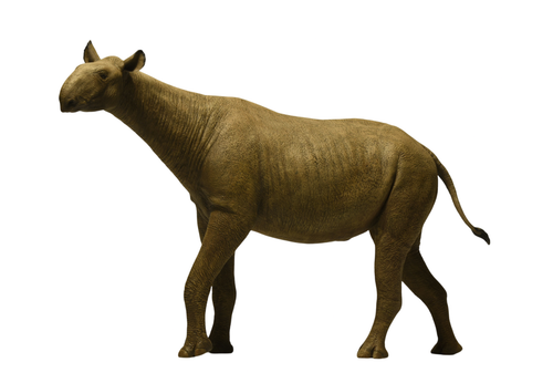 Paraceratherium by Eofauna - Dan's Dinosaurs