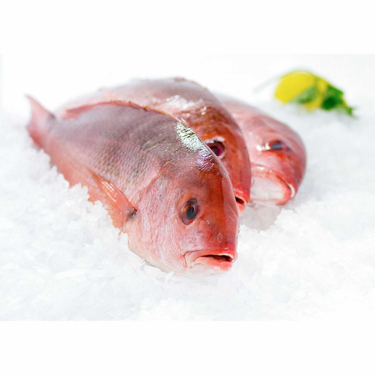 Whole Caribbean Red Snapper (3 lb. Avg) | Robert Wholey Company