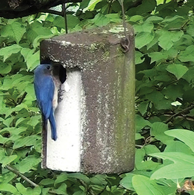 Shop 1/4 Inch Tree Trunk Birdhouse by Kinsman Garden