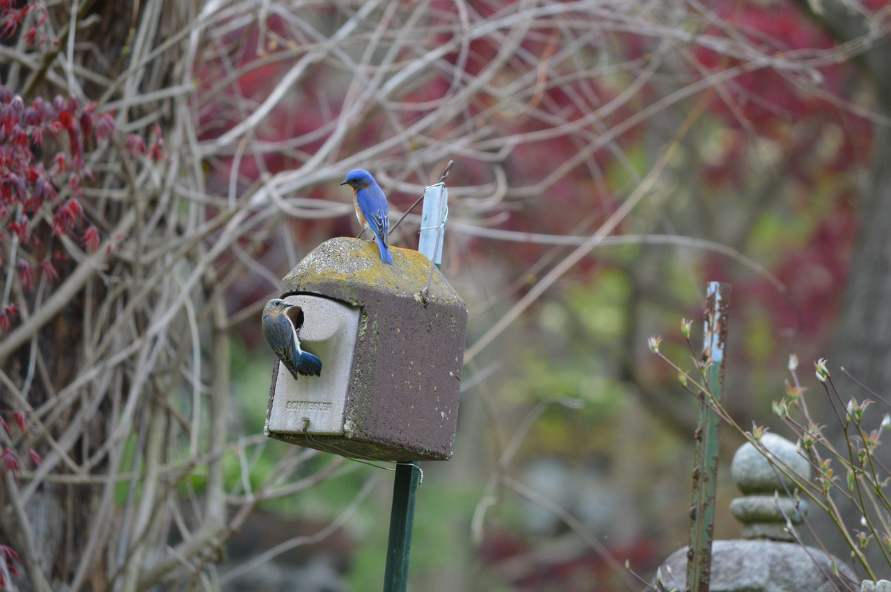 1/4 Inch Predator Proof Birdhouse | Predator Guard Birdhouse
