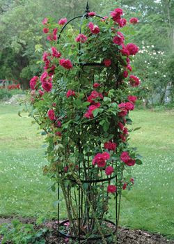 Rose Obelisk for Climbing Roses | Extra Large Rose Pillar