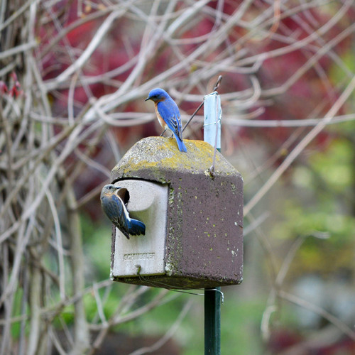 Buy 1/2 Inch Predator Proof Birdhouse | Kinsman Garden
