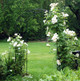 Solid Rod Arches - Timeless Elegance | Kinsman Company