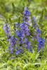 Veronica prostrata 'Goldwell' | Perennial Plant Sale | Bloomin Designs ...