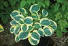 Hosta MIGHTY MOUSE - Perennial Plant Sale shipped from Grower to your door