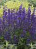 Salvia 'Violet Riot' shipped from Grower to your door