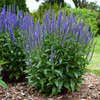 Veronica Blue Skywalker shipped from Grower to your door
