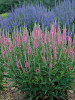 Veronica 'Perfectly Picasso'shipped from Grower to your door