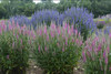Veronica 'Perfectly Picasso'shipped from Grower to your door