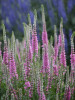 Veronica 'Perfectly Picasso'| Perennial Plant Sale | Bloomin Designs ...