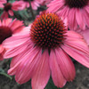 Echinacea 'Coral Craze' shipped from Grower to your door