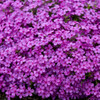 Phlox subulata 'Ruby Riot' shipped from Grower to your door