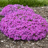 Phlox subulata 'Ruby Riot' - Perennial Plant Sale shipped from Grower ...