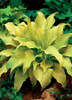 Hosta SUN POWER | Perennial Plant Sale | Bloomin Designs Nursery