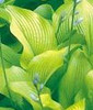 Hosta SUN POWER | Perennial Plant Sale | Bloomin Designs Nursery