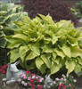 Hosta SUN POWER | Perennial Plant Sale | Bloomin Designs Nursery