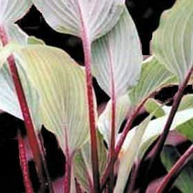 Hosta RED OCTOBER shipped from Grower to your door
