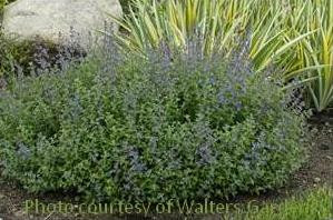Nepeta faassenii 'Kit Cat' shipped from Grower to your door