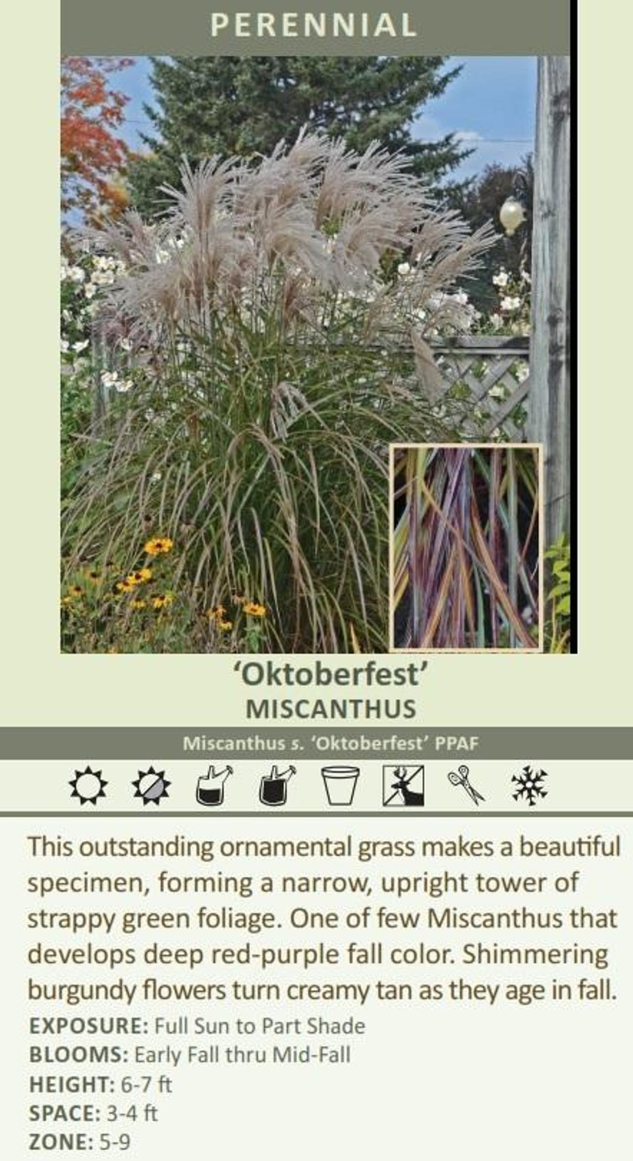 Miscanthus S Oktoberfest Ppaf Shipped From Grower To Your Door