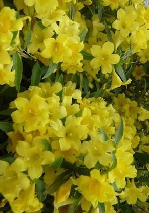 Gelsemium sempervirens shipped from Grower to your door