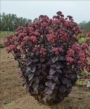 Sedum 'Night Embers'shipped from Grower to your door