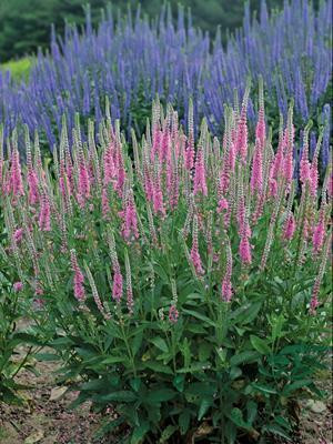 Veronica 'Perfectly Picasso'shipped from Grower to your door