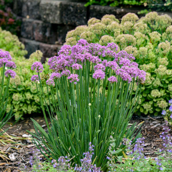 Allium Pincushion shipped from Grower to your door