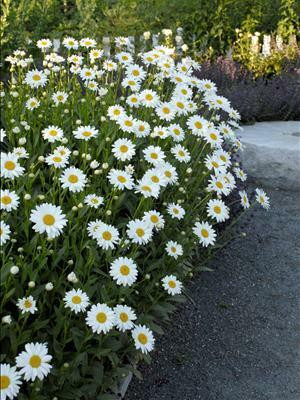 Leucanthemum superbum 'Becky' | Perennial Plant Sale | Bloomin Designs ...