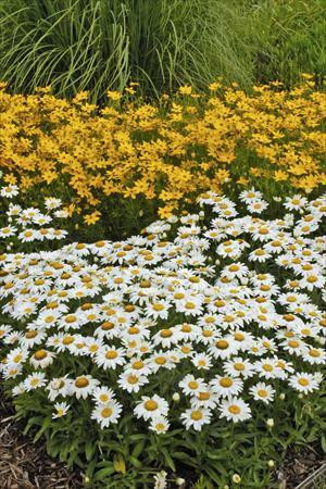 Leucanthemum superbum 'Snowcap' | Perennial Plant Sale | Bloomin ...