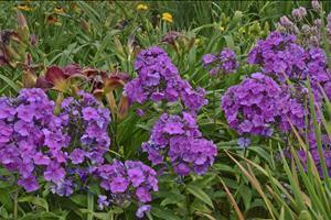 Phlox paniculata 'Blue Paradise' | Perennial Plant Sale | Bloomin ...