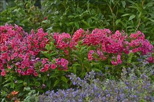 Phlox paniculata FLAME Coral ('Barsixtytwo') - Perennial Plant Sale ...