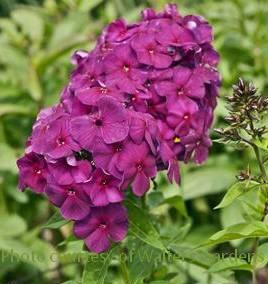 Phlox paniculata 'Nicky' | Perennial Plant Sale | Bloomin Designs Nursery