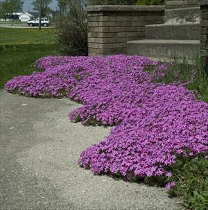 Phlox subulata 'Red Wing' | Perennial Plant Sale | Bloomin Designs Nursery