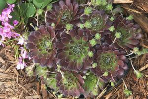 Sempervivum 'Ruby Heart' shipped from Grower to your door