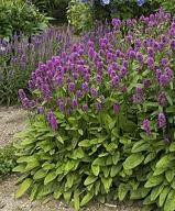Stachys monieri 'Hummelo' - Perennial Plant Sale shipped from Grower to ...
