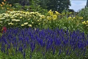 Veronica 'Hocus Pocus' | Perennial Plant Sale | Bloomin Designs Nursery