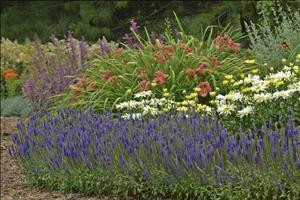 Veronica 'Hocus Pocus' | Perennial Plant Sale | Bloomin Designs Nursery