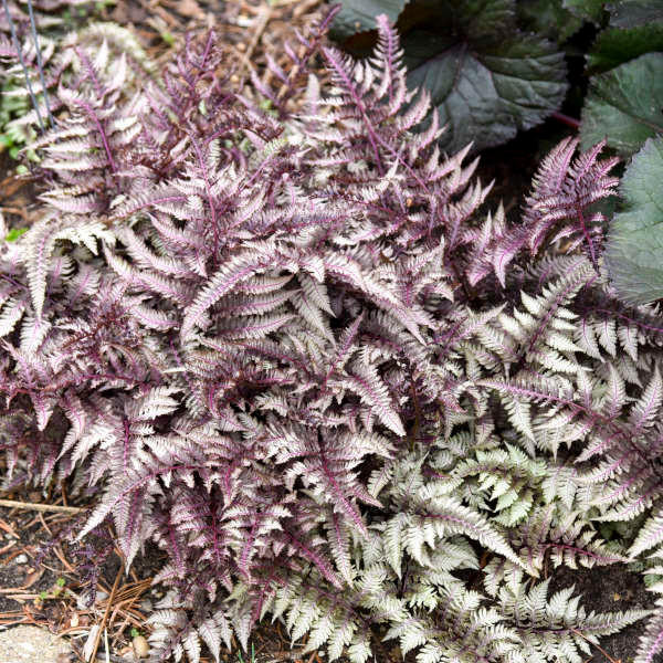 Athyrium Nipponicum 'Pictum' | Perennial Plant Sale | Bloomin Designs ...