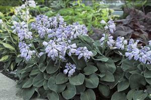 Hosta BLUE MOUSE EARS shipped from Grower to your door