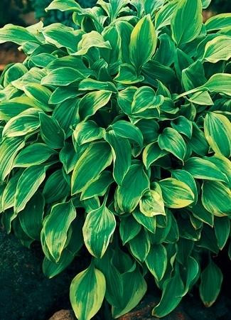 Hosta GOLDEN TIARA | Perennial Plant Sale | Bloomin Designs Nursery