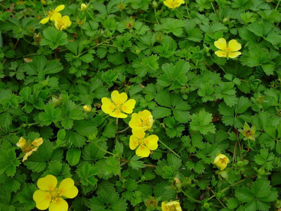Potentilla neumanniana 'Nana' shipped from Grower to your door