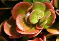 Sedum tetractinum 'Chinese Sedum' shipped from Grower to your door