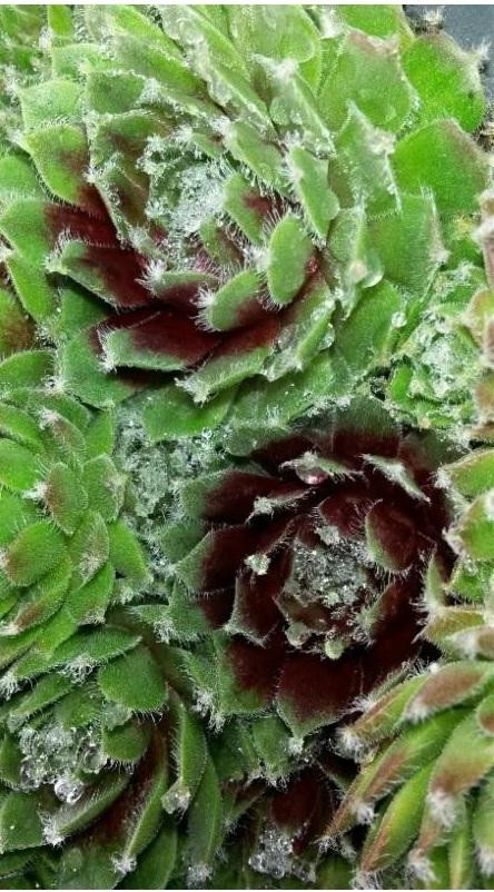 Sempervivum 'Jade Rose' shipped from Grower to your door