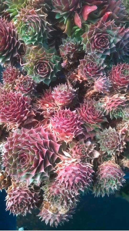 Sempervivum 'Red Rubin' shipped from Grower to your door